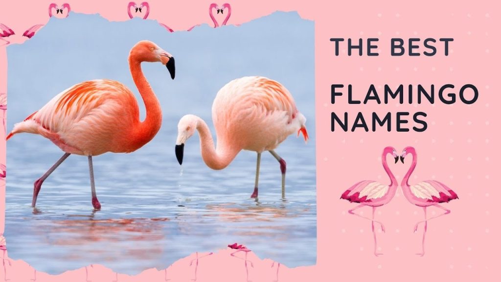 200+ Cool Flamingo Names [Unique & Meaningful Ideas] 🦩