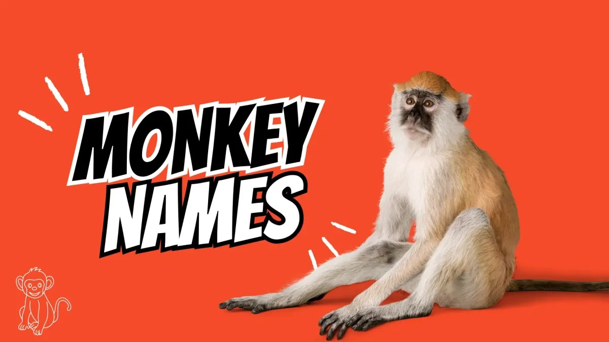 249 Names For Monkeys The Ultimate List For Your Playful Buddy